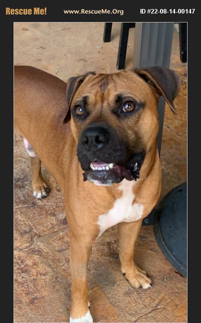 ADOPT 22081400147 ~ Boxer Rescue ~ Tallahassee, FL