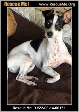 - Florida Dog Rescue - ADOPTIONS - Rescue Me!