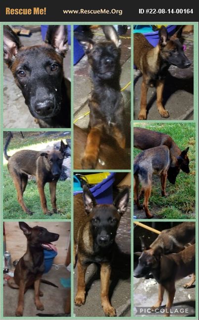 ADOPT 22081400164 ~ Belgian Malinois Rescue ~ Riverside County, CA