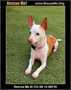 - California Jack Russell Rescue - ADOPTIONS - Rescue Me!