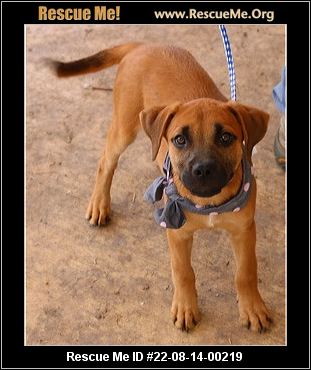 - Texas Dog Rescue - ADOPTIONS - Rescue Me!