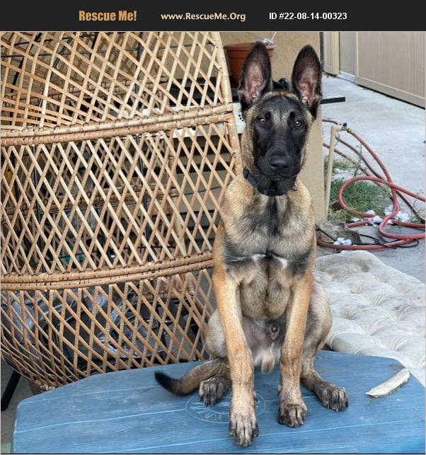 ADOPT 22081400323 ~ Belgian Malinois Rescue ~ Manteca, CA
