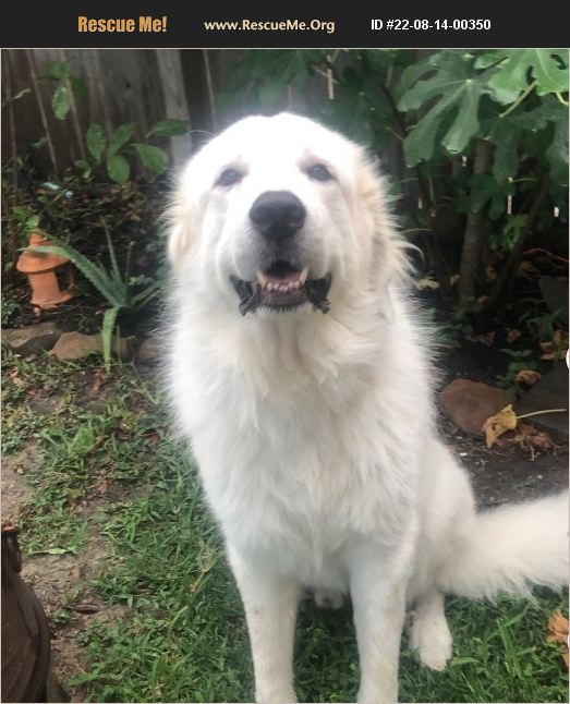 ADOPT 22081400350 ~ Great Pyrenees Rescue ~ Houston, TX
