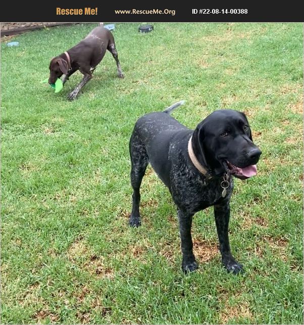 ADOPT 22081400388 ~ German Shorthaired Pointer Rescue ~ Deer Park,