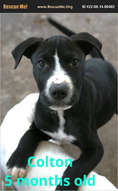 ADOPT 22081400482 ~ Miniature Bull Terrier Rescue ~ Attalla, AL