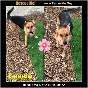 - Oregon Dog Rescue - ADOPTIONS - Rescue Me!