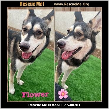 - Oregon Dog Rescue - ADOPTIONS - Rescue Me!