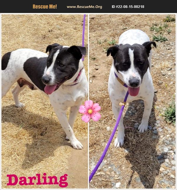 ADOPT 22081500218 ~ Australian Shepherd Rescue ~ Portland, OR