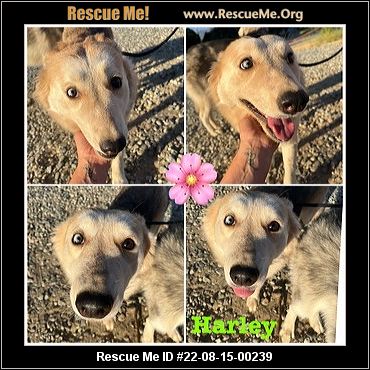- Oregon Dog Rescue - ADOPTIONS - Rescue Me!