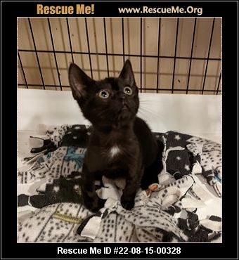 - Florida Cat Rescue - ADOPTIONS - Rescue Me!