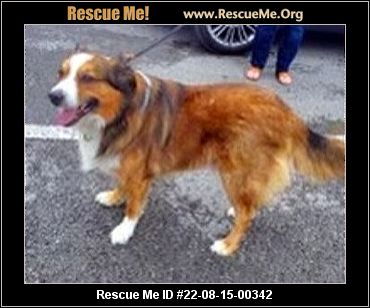 - New York Dog Rescue - ADOPTIONS - Rescue Me!