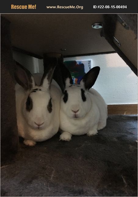 ADOPT 22081500494 ~ Rabbit Rescue ~ DeKalb, IL