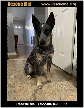 - South Carolina Dog Rescue - ADOPTIONS - Rescue Me!