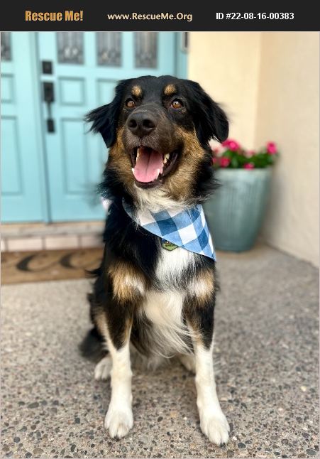 ADOPT 22081600383 ~ Australian Shepherd Rescue ~ Albuquerque, NM