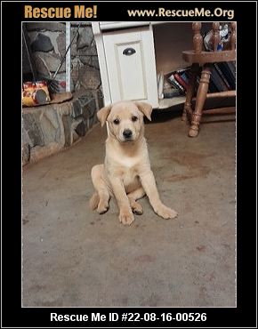 - North Carolina Dog Rescue - ADOPTIONS - Rescue Me!