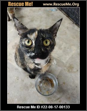 - Virginia Cat Rescue - ADOPTIONS - Rescue Me!