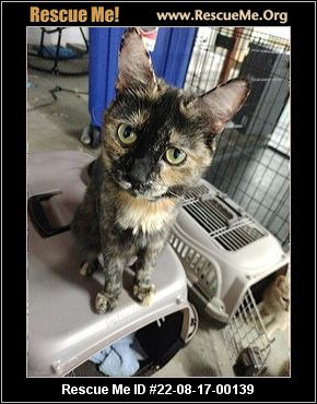 - Virginia Cat Rescue - ADOPTIONS - Rescue Me!