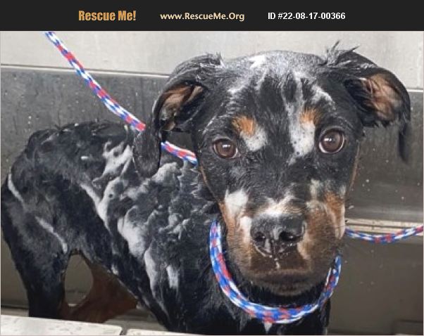 ADOPT 22081700366 ~ German Pinscher Rescue ~ INVERNESS, FL