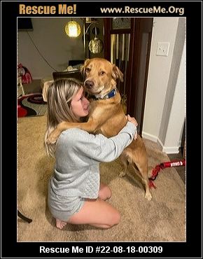 - North Carolina Lab Rescue - ADOPTIONS - Rescue Me!