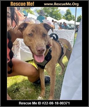 - New York Dog Rescue - ADOPTIONS - Rescue Me!