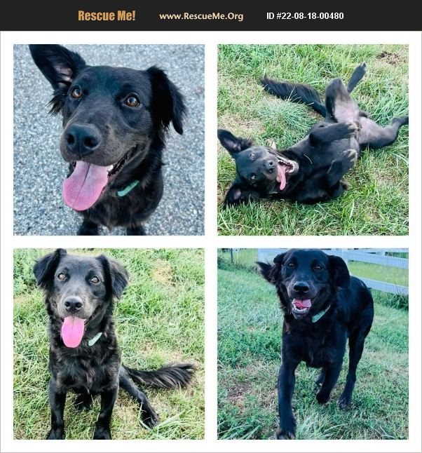 ADOPT 22081800480 ~ Flat-Coated Retriever Rescue ~ New Oxford, PA