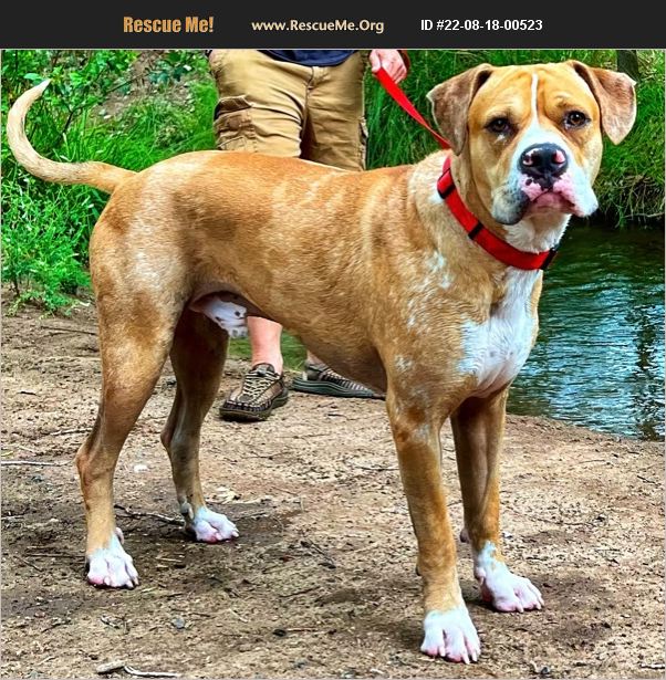 ADOPT 22081800523 ~ Boxer Rescue ~ Phoenix, AZ