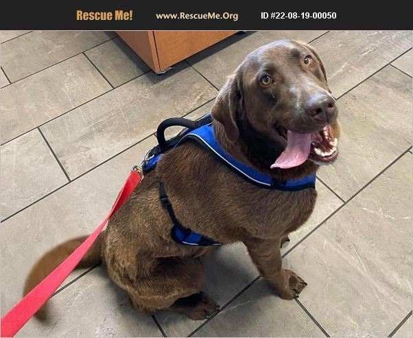 ADOPT 22081900050 ~ Lab Rescue ~ Hagerstown, MD