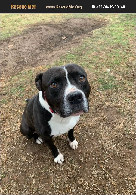ADOPT 22081900148 ~ Staffordshire Bull Terrier Rescue ~ Chatham, NJ