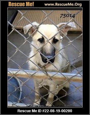 - New Mexico Dog Rescue - ADOPTIONS - Rescue Me!