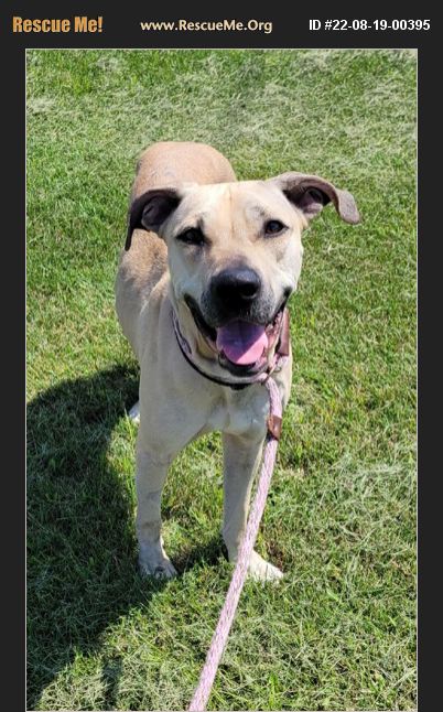 ADOPT 22081900395 ~ Black Mouth Cur Rescue ~ Kenton, OH