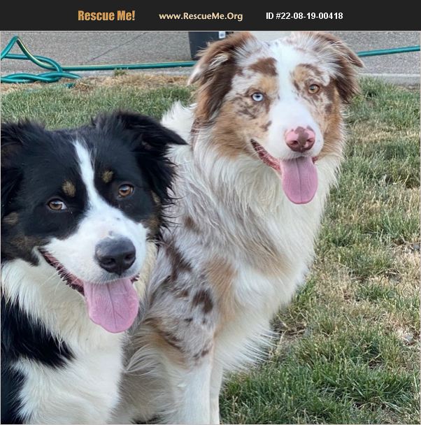 ADOPT 22081900418 ~ Australian Shepherd Rescue ~ Millersburg, OR