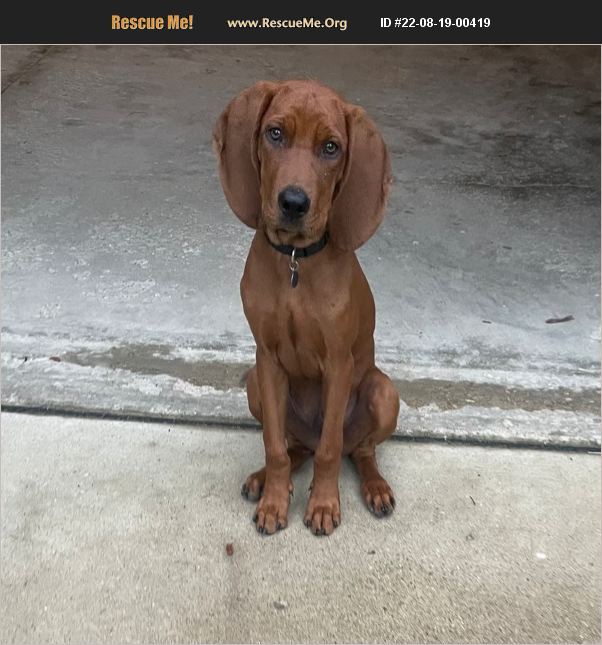 ADOPT 22081900419 ~ Redbone Coonhound Rescue ~ Howell, MI