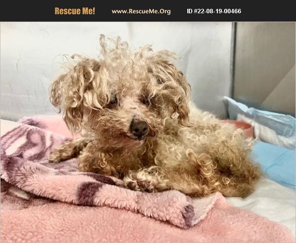 ADOPT 22081900466 ~ Poodle Rescue ~ Moreno Valley, CA