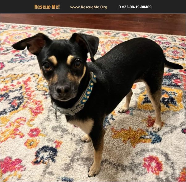 ADOPT 22081900489 ~ Miniature Pinscher Rescue ~ Marana, AZ