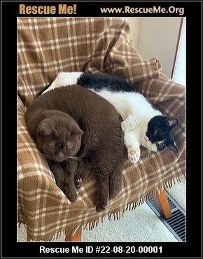 - California Cat Rescue - ADOPTIONS - Rescue Me!