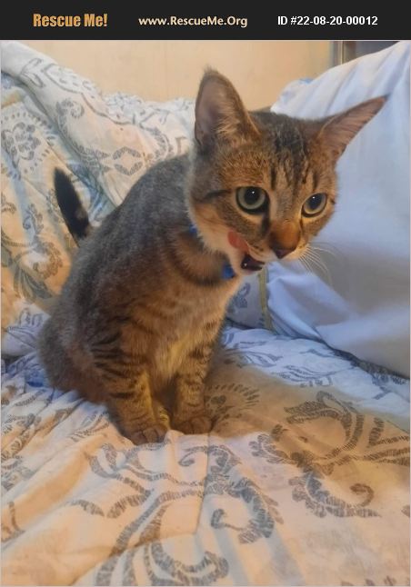 ADOPT 22082000012 ~ Domestic Cat Rescue ~ Warren, MI