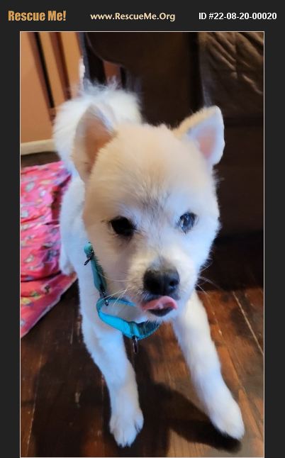 ADOPT 22082000020 ~ Pomeranian Rescue ~ Warren, MI