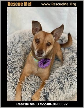 - Virginia Rat Terrier Rescue - ADOPTIONS - Rescue Me!