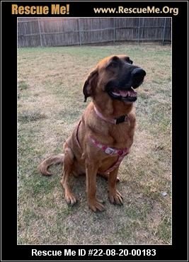 - Texas Bloodhound Rescue - ADOPTIONS - Rescue Me!
