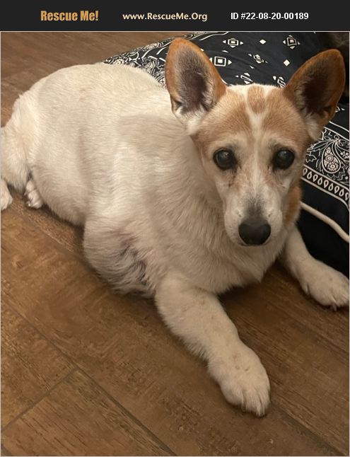 ADOPT 22082000189 ~ Corgi Rescue ~ Bakersfield, CA