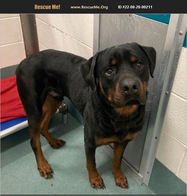 ADOPT 22082000211 ~ Rottweiler Rescue ~ Bennington County, VT