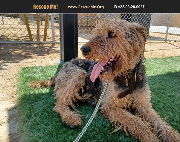ADOPT 22082000271 ~ Airedale Rescue ~ tustin, CA