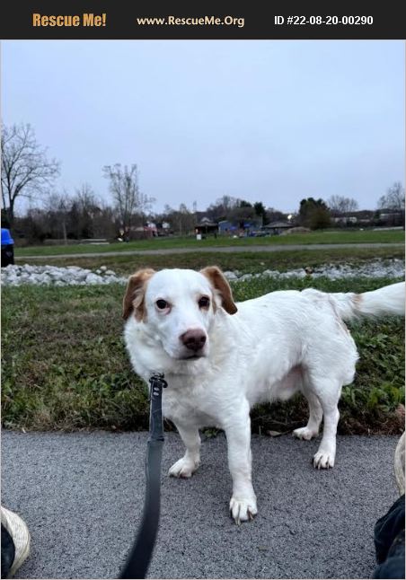 ADOPT 22082000290 ~ Welsh Springer Spaniel Rescue ~ Somerset, KY