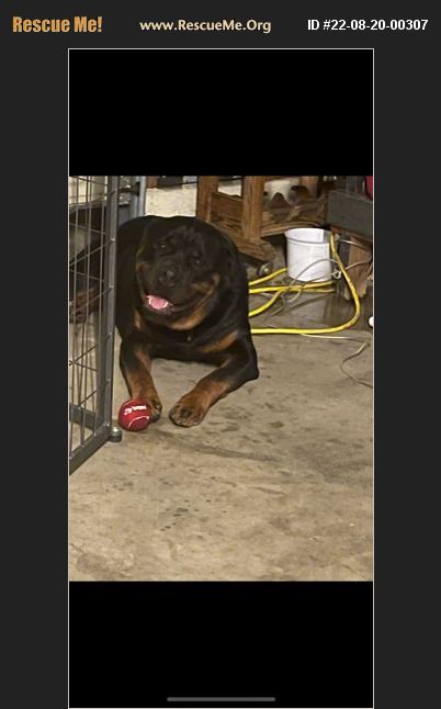 ADOPT 22082000307 ~ Rottweiler Rescue ~ Riverside, CA