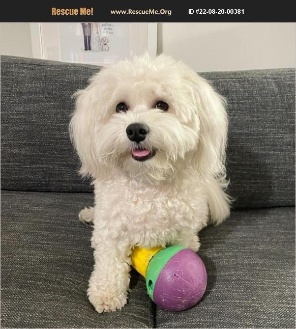 ADOPT 22082000381 ~ Maltese Rescue ~ manhattan, NY