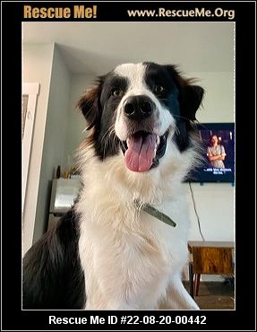 - Georgia Border Collie Rescue - ADOPTIONS - Rescue Me!
