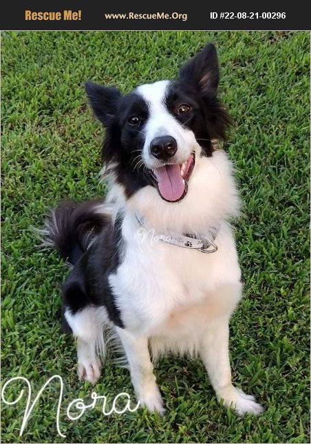 ADOPT 22082100296 ~ Border Collie Rescue ~ Oak Grove, KY