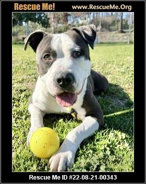 - California American Bulldog Rescue - ADOPTIONS - Rescue Me!