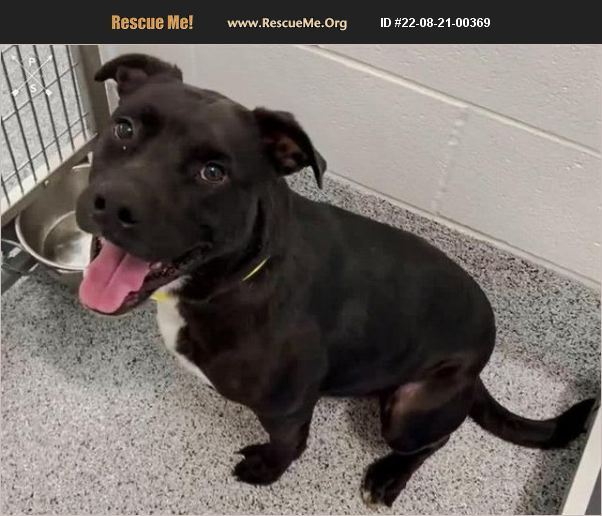 ADOPT 22082100369 ~ Lab Rescue ~ Houston, TX