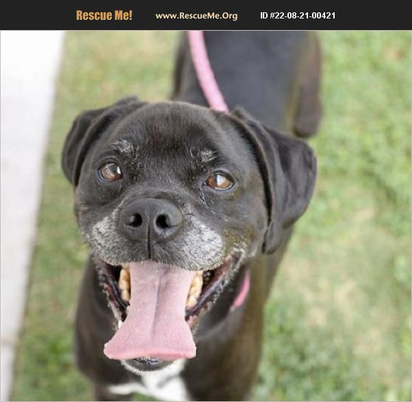 ADOPT 22082100421 ~ Boxer Rescue ~ Houston, TX